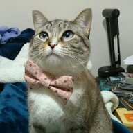 tModLoader - Terraria Randomizer Mod | Page 4 | Terraria Community Forums