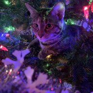 Texture Pack - Duke Fishron Sprite sheet help | Terraria Community Forums