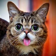 Kitty kat | Terraria Community Forums